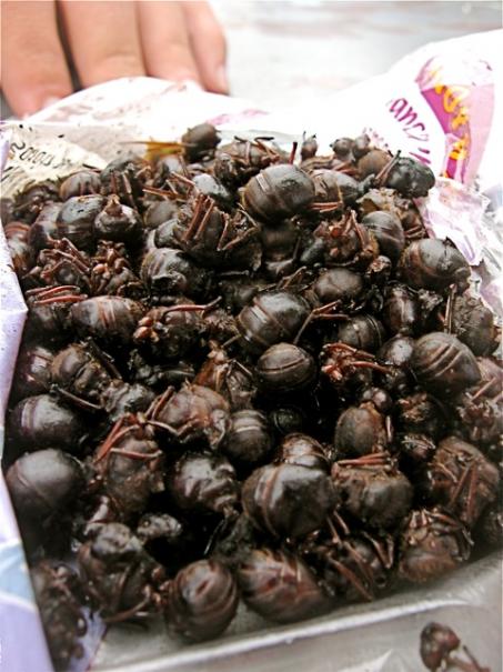 EL BLOG DEL BAVARO: LAS CHICATANAS: LAS HORMIGAS QUE SE COMEN