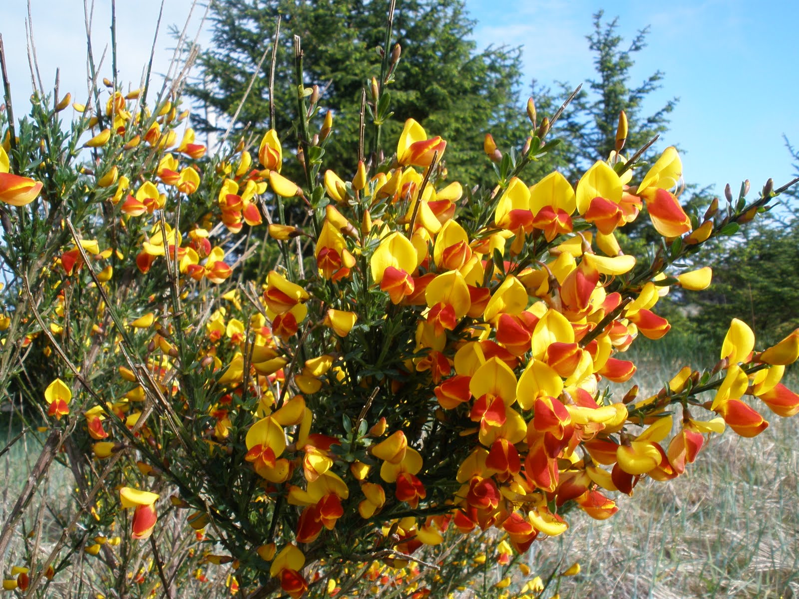 Living on the Edge: My World Tuesday ~ Introduced Species