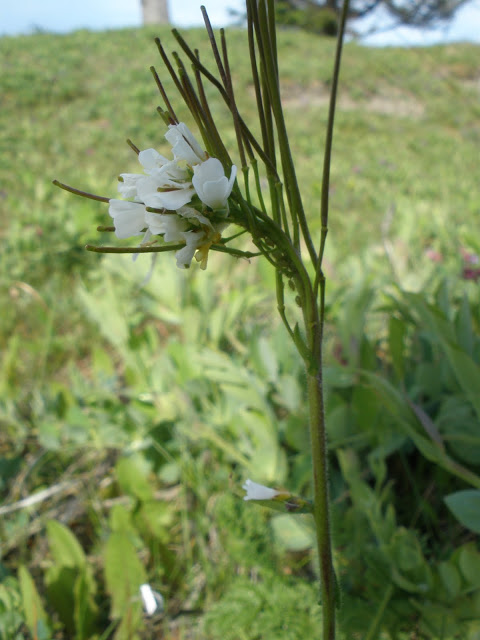 Living on the Edge: My World Tuesday ~ Introduced Species