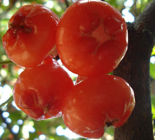 greeny crops: Syzygium samarangense (java apple)