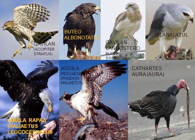 ECOTURISMO EL PICHEL ( ECOTURISMO EN BAJA CALIFORNIA SUR ) MEXICO: AVES ...