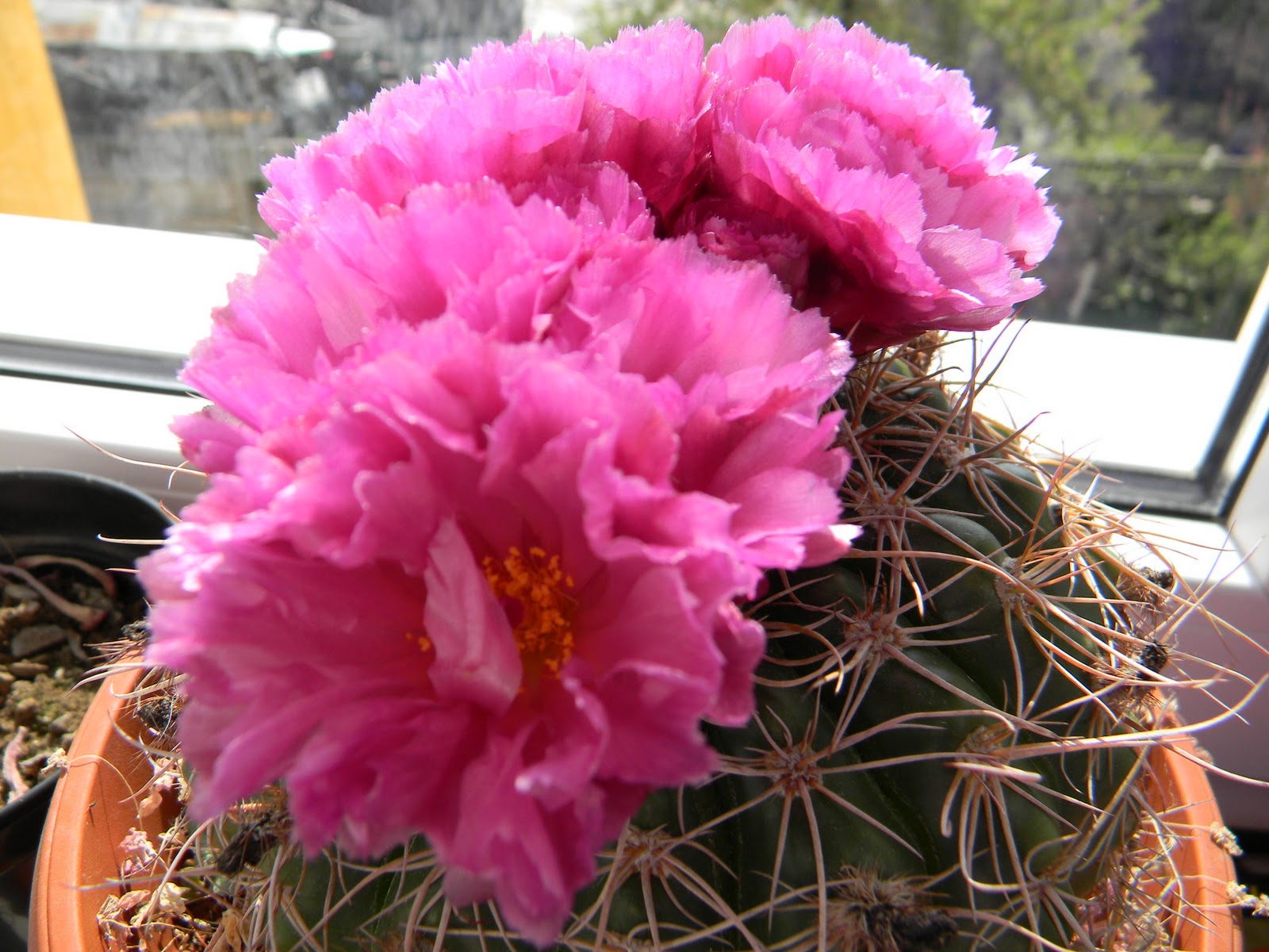 Gradina mea-in toate anotimpurile: Cactus inflorit