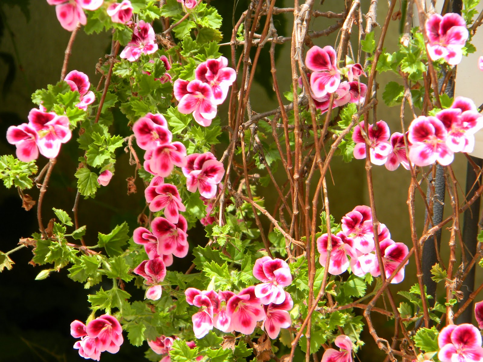 Gradina mea-in toate anotimpurile: Muscata