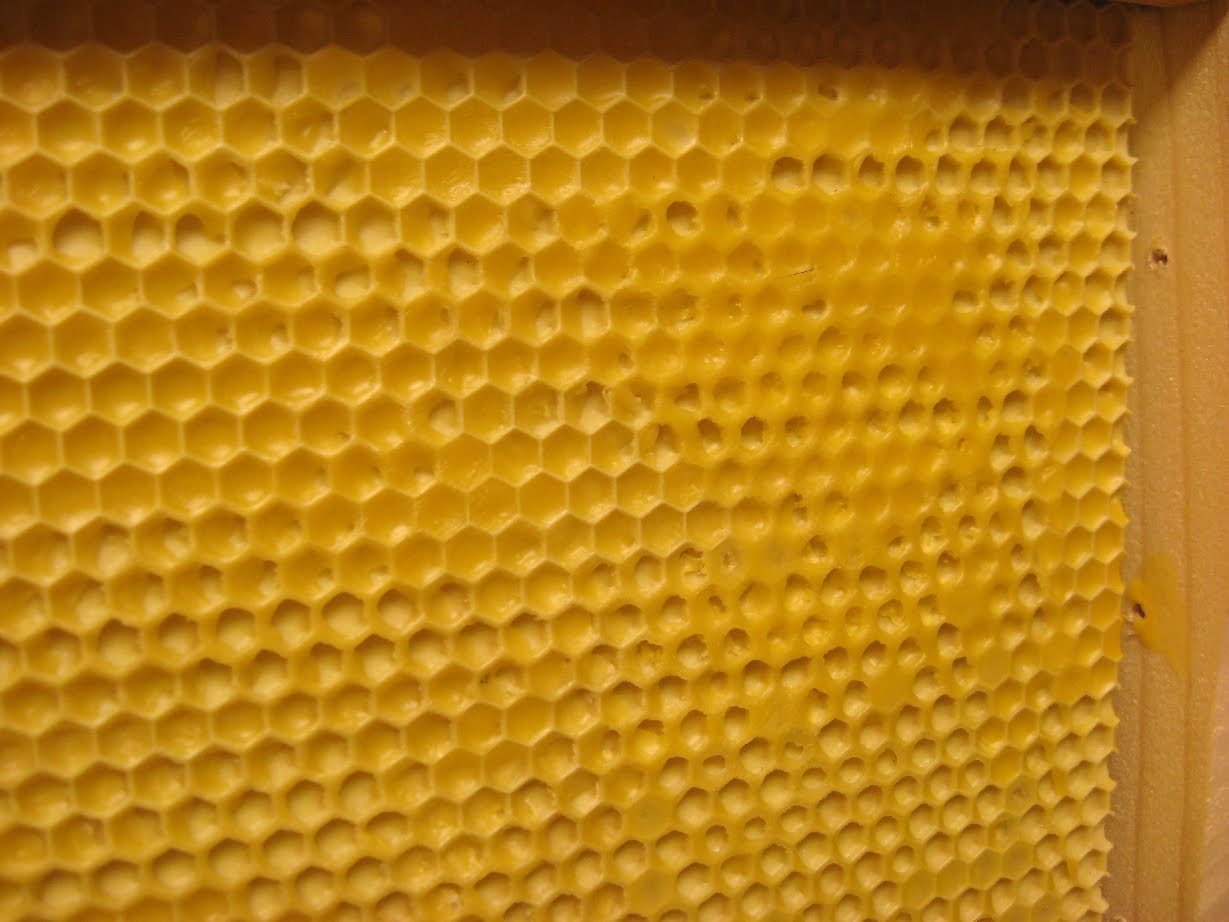 Beaver Creek Bees: Waxing Plasticell Foundation