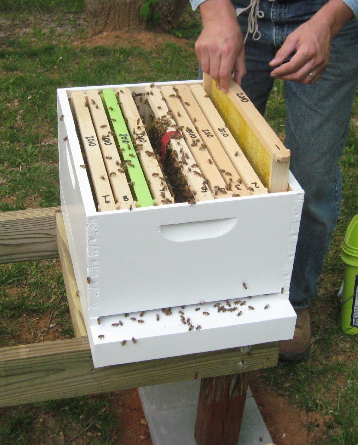 Beaver Creek Bees: Package & Installation