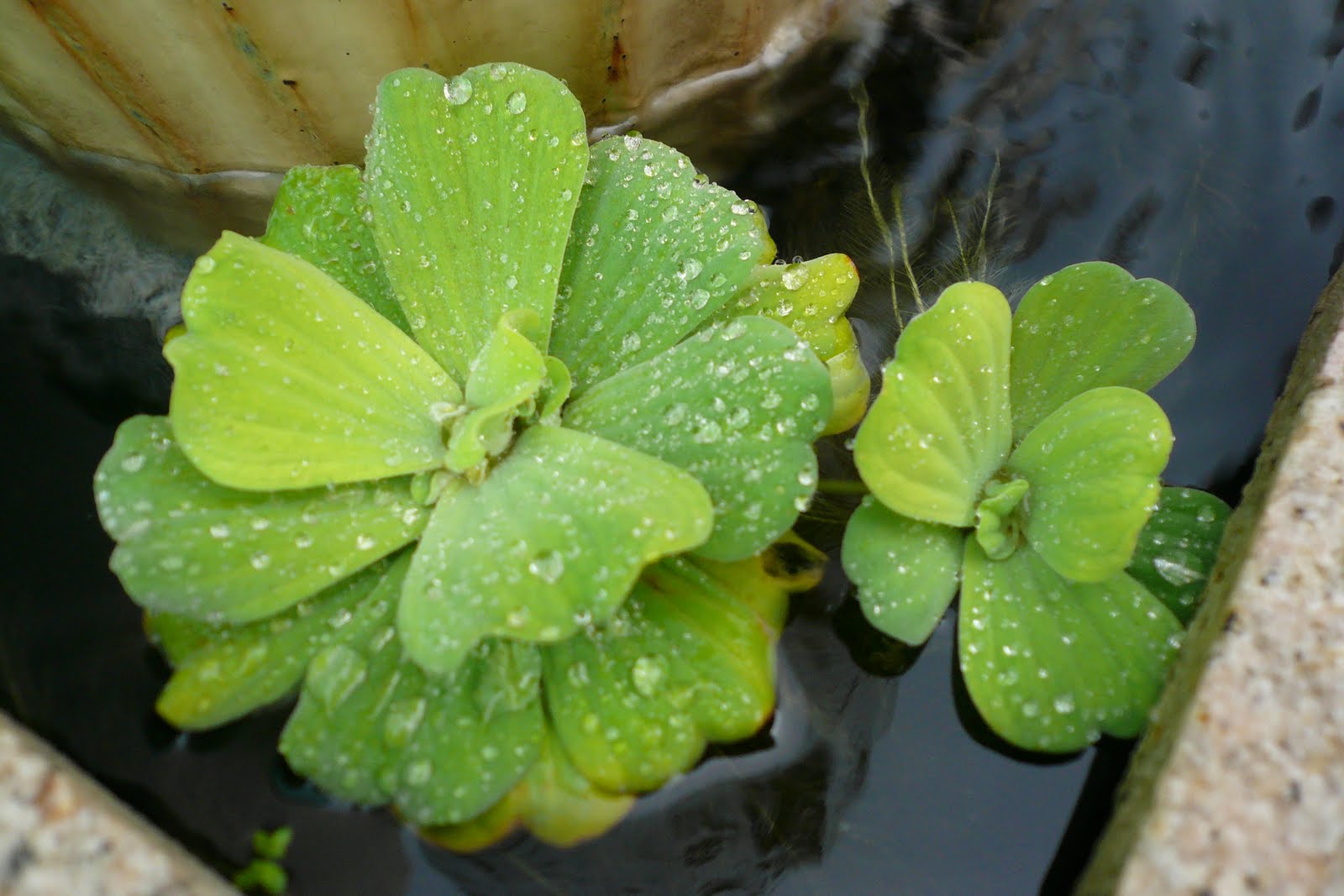 footprints: pistia stratiotes as of 11 aug..