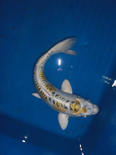 kINTARO KOI: hikarimono