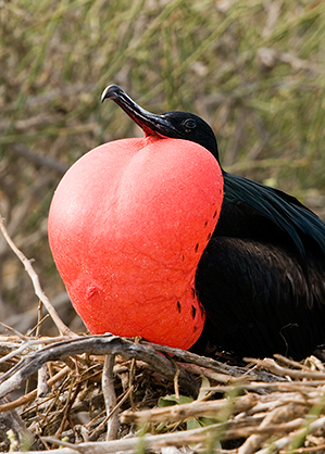 Wait! I Have a Blog?!: Frigate Bird