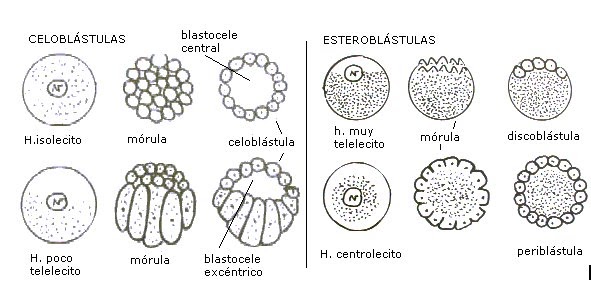 Contenido Teórico: Blastulación