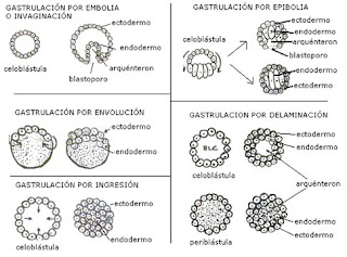 Contenido Teórico: Gastrulación