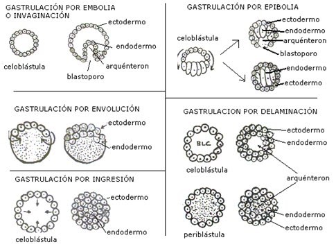 Contenido Teórico: Gastrulación