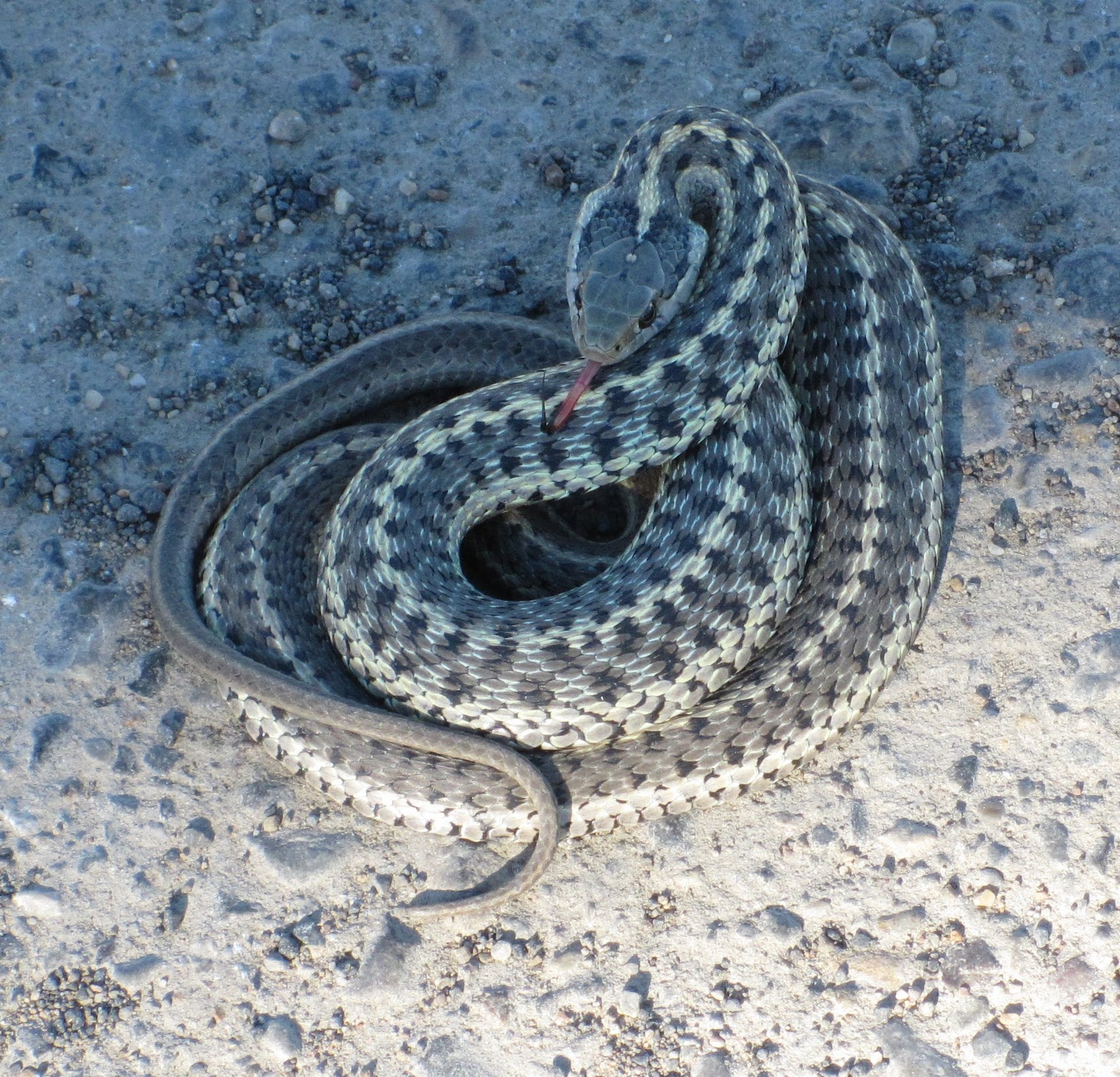 Mackay, Idaho 83251: Garter Snake on the Mine Hill