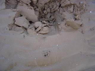 Lugworm: How I dig Lugworm
