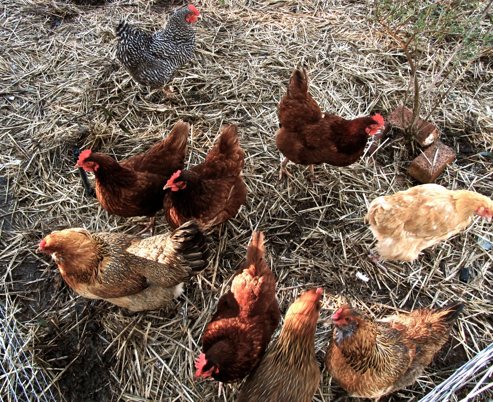 riddlelove: Meet My Flock: Keeping Chickens, Part 1