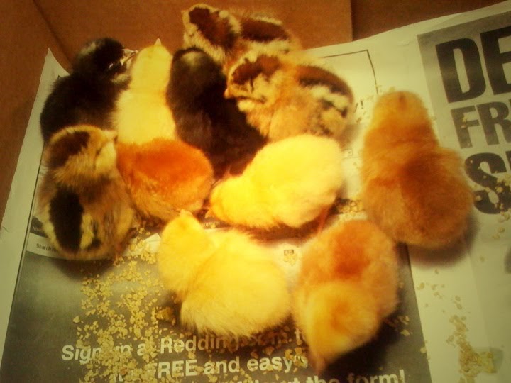 riddlelove: Keeping Chickens, Part 2: Little Balls of Fluff
