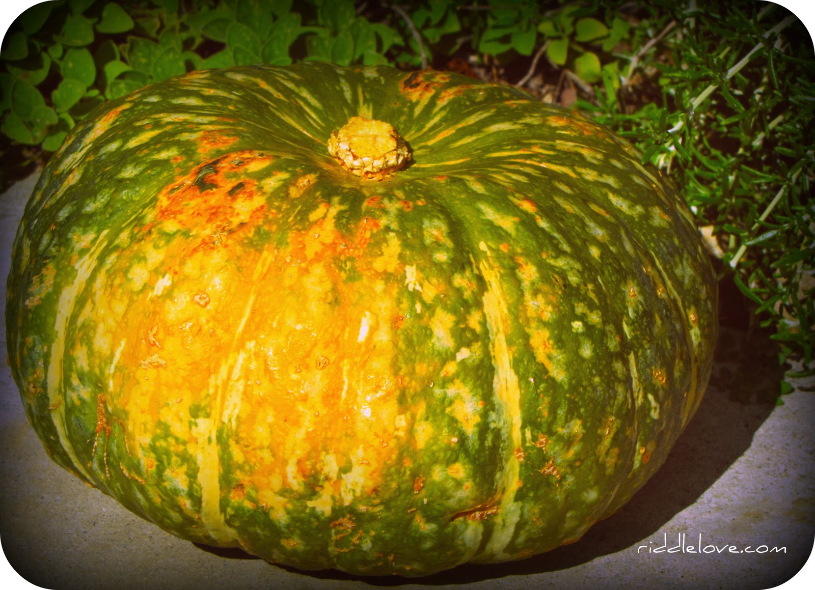 riddlelove: You Say "Pumpkin," I Say "Kabocha"