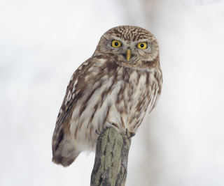 Un sat in calea apei: Cucuveaua