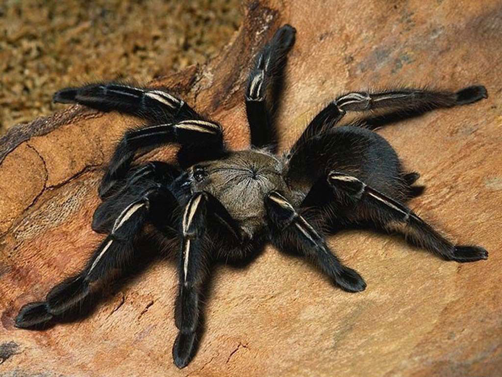 Curiosidades y fotos de animales: Araña