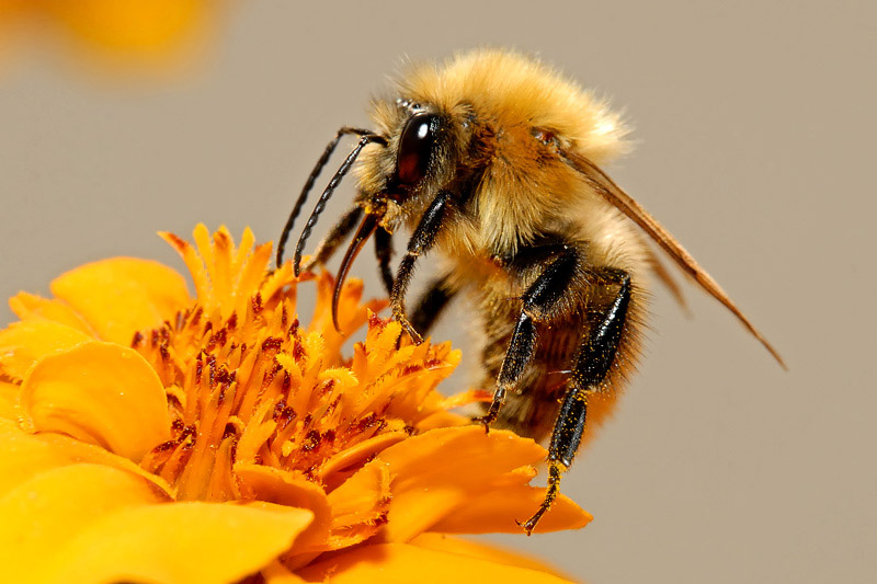 Curiosidades y fotos de animales: Abeja