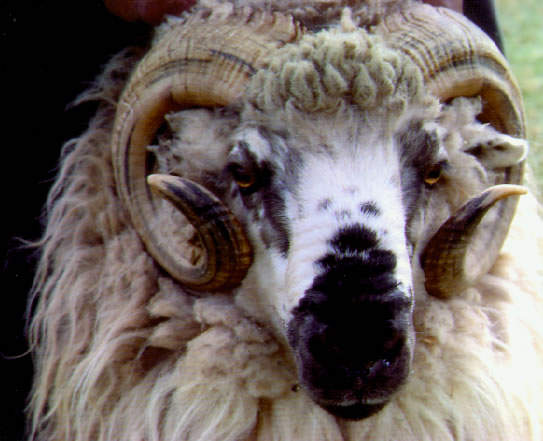 Curiosidades y fotos de animales: Carnero