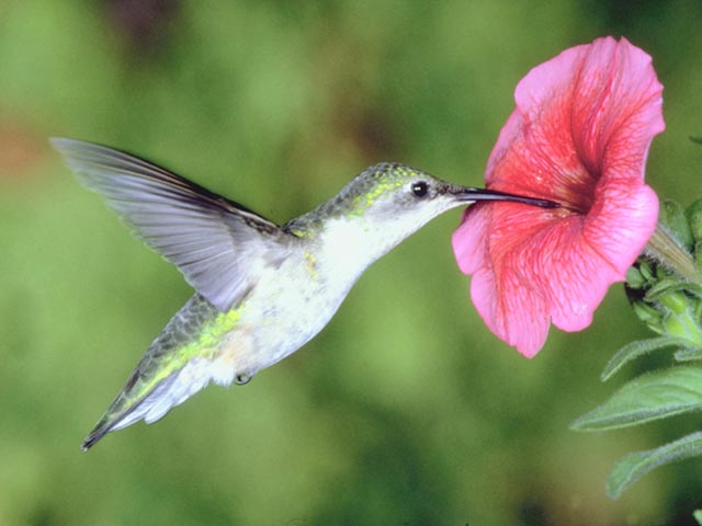 Curiosidades y fotos de animales: Colibrí