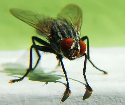 Curiosidades y fotos de animales: Mosca