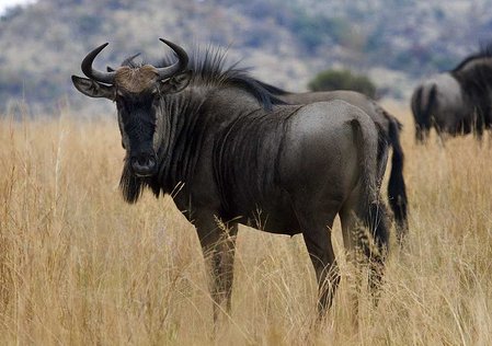 Curiosidades y fotos de animales: Ñu