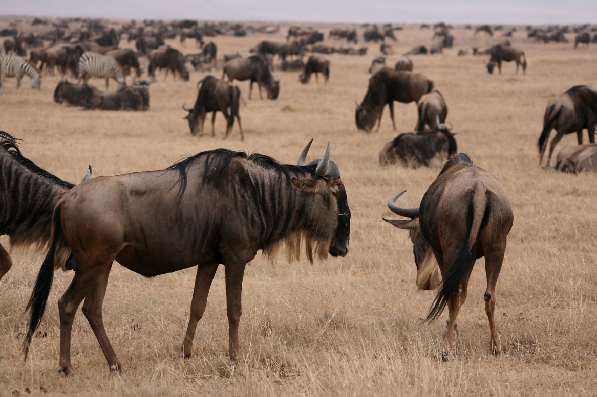 Curiosidades y fotos de animales: Ñu