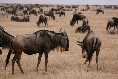 Curiosidades y fotos de animales: Ñu