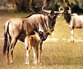 Curiosidades y fotos de animales: Ñu