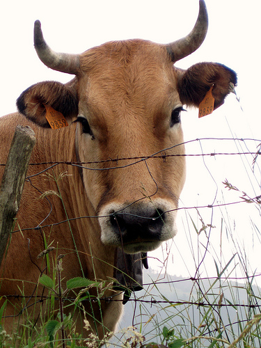 Curiosidades y fotos de animales: Vaca