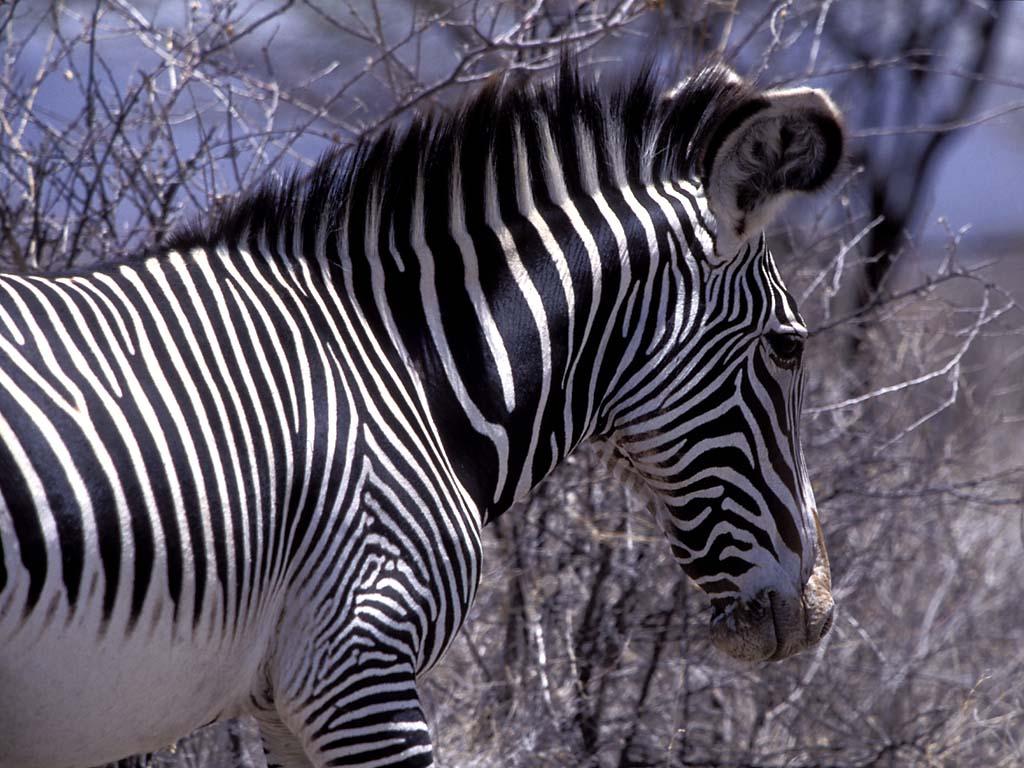 Curiosidades y fotos de animales: Zebra