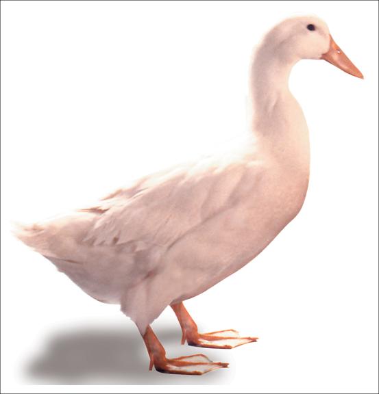 Curiosidades y fotos de animales: Pato