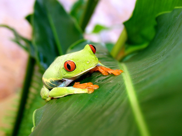 Curiosidades y fotos de animales: Rana