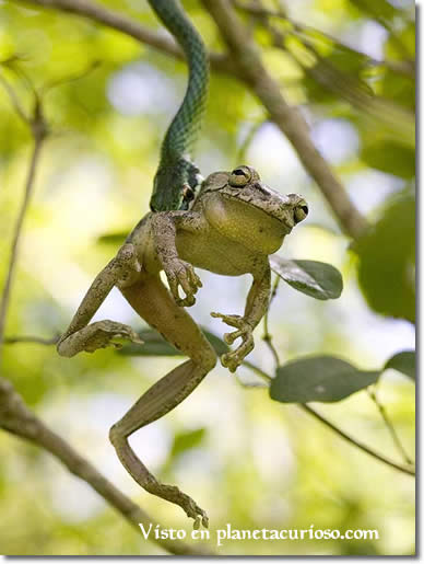 Curiosidades y fotos de animales: Rana