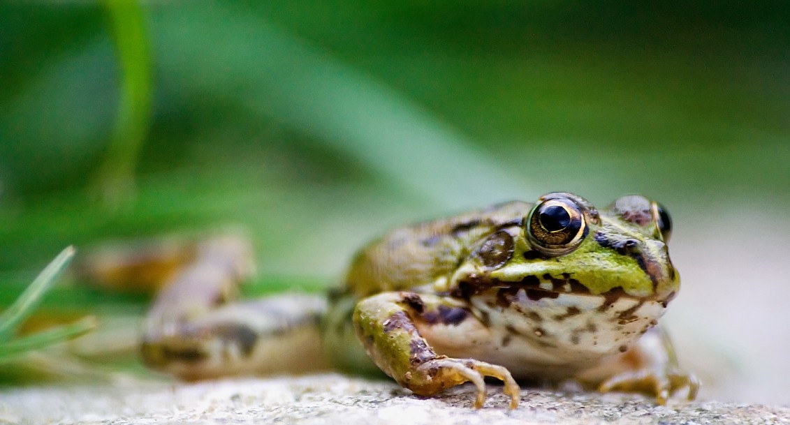 Curiosidades y fotos de animales: Rana