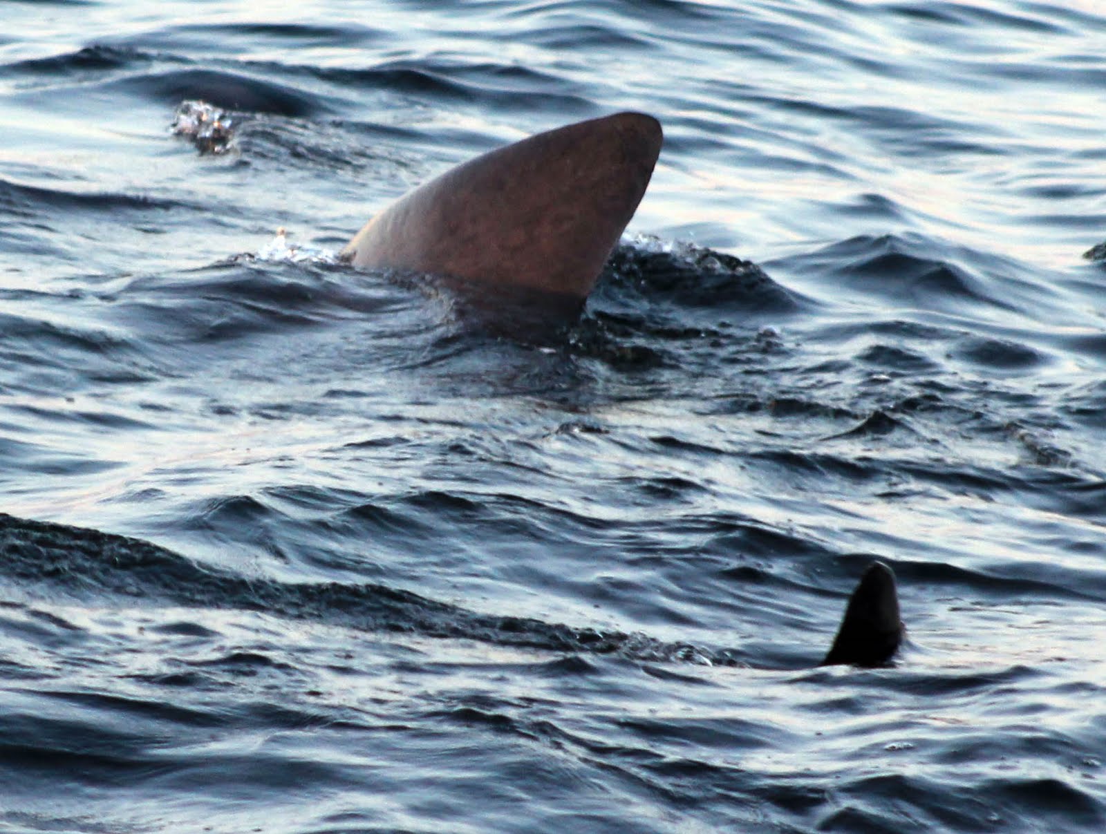 New England Lighthouses: Basking shark seen on sunset cruise