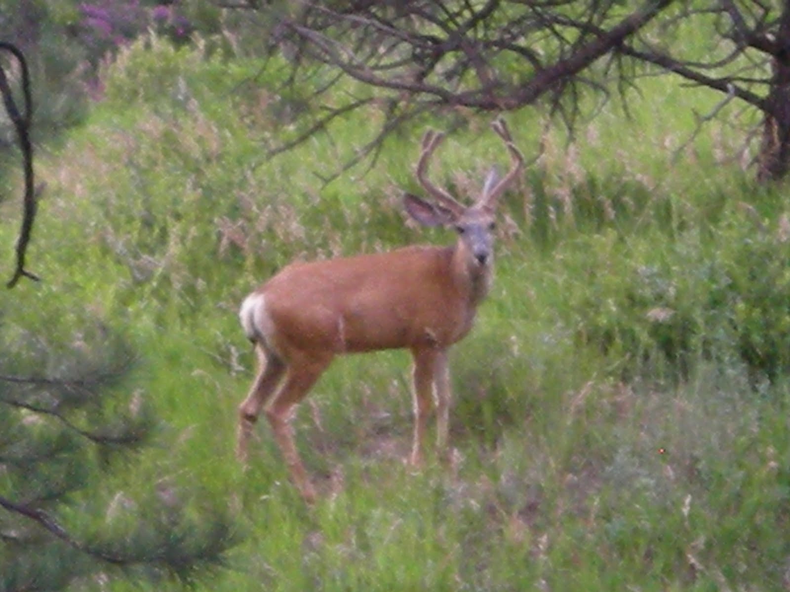 s t a n d i n g w a t e r: Boulder Red Rocks: The Deer Up Here