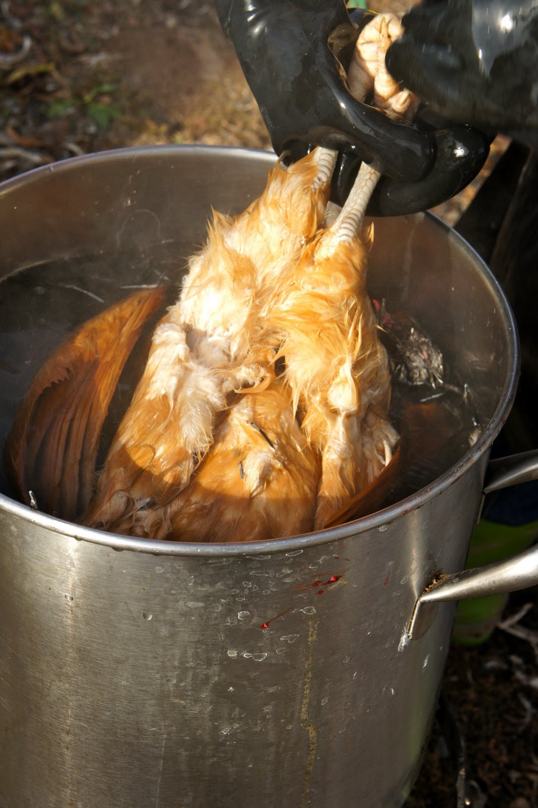 A MAN AND HIS MEAT: Processing Chickens