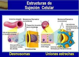 CITOLOGÍA Y GENÉTICA: Uniones celulares