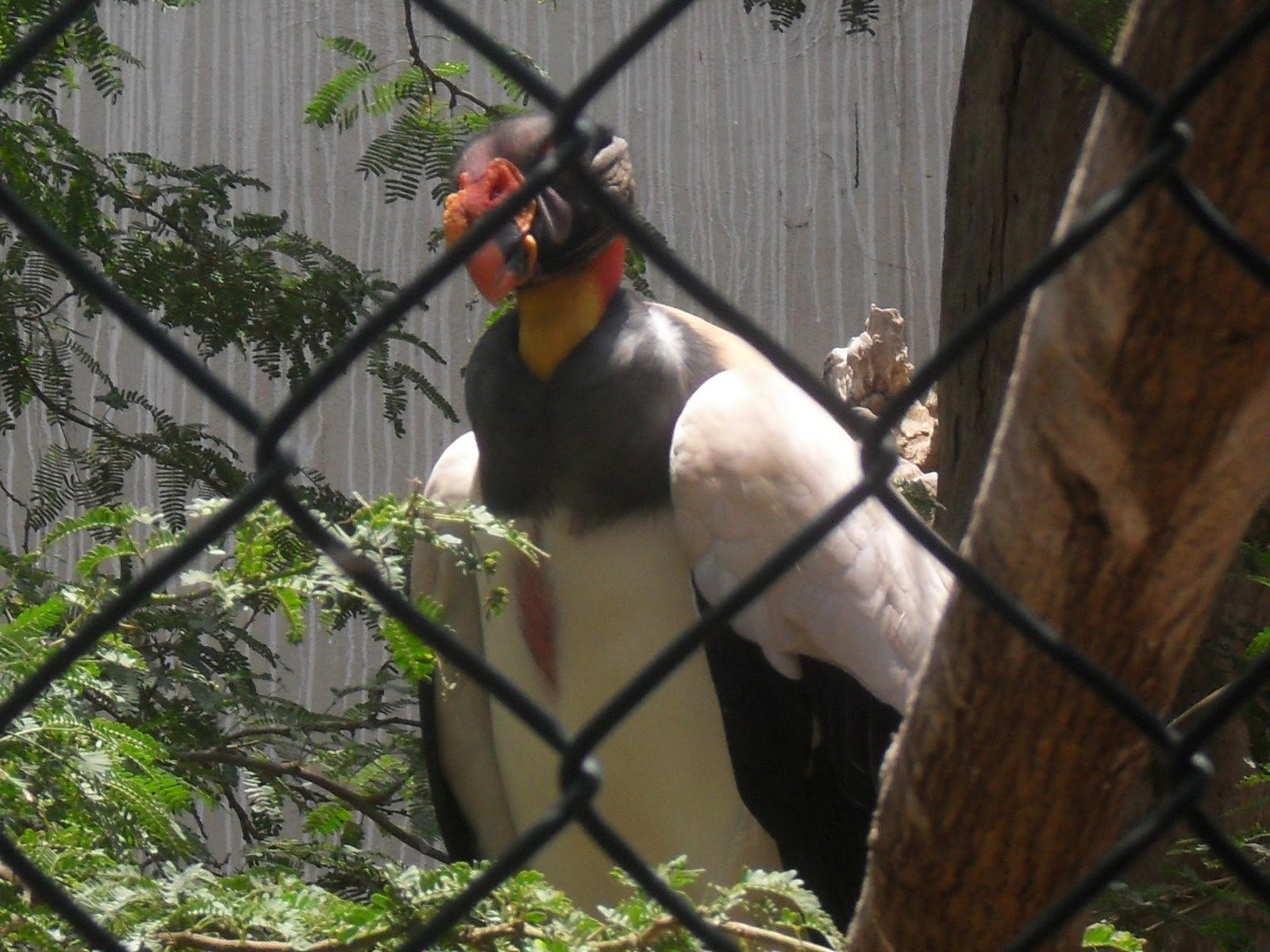 MUNDO AVE: Rey Gallinazo