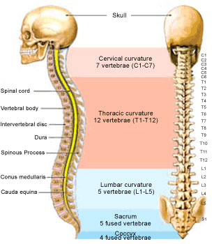 Trikonansan: Your lumbar curve: keeping it healthy.