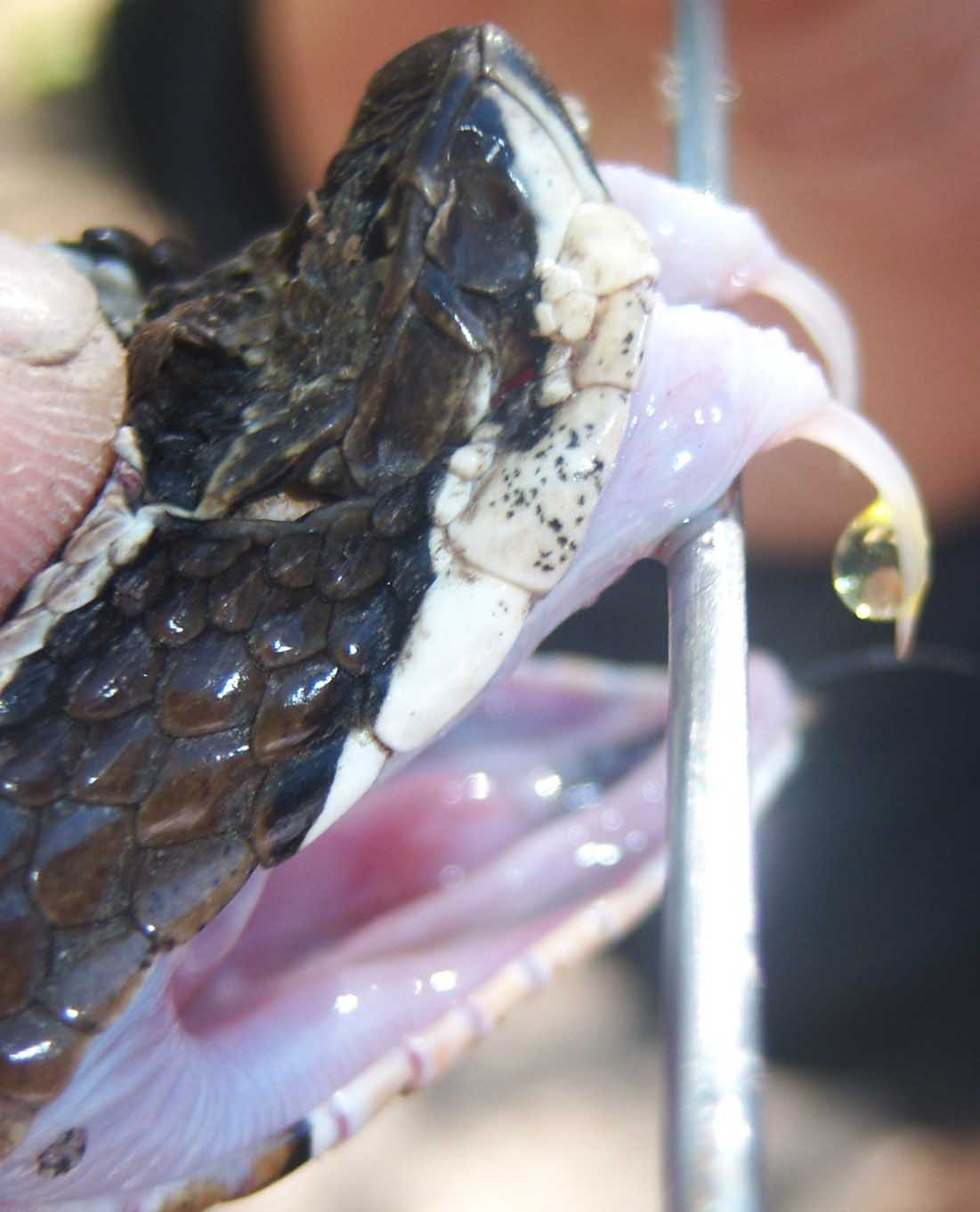 serpientes argentinas: yarara grande o vibora de la cruz