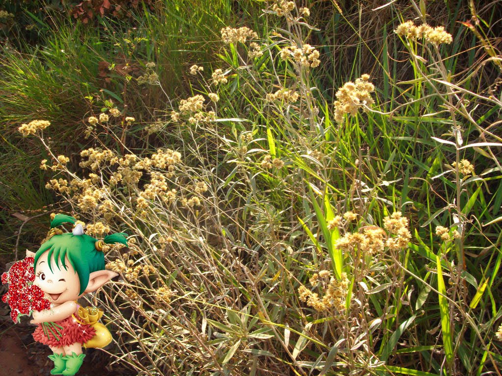 Medicina da natureza: Marcela-do-campo, ou Macela.