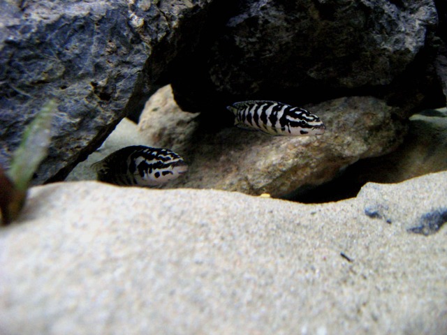 Mahengechromis: Di revisioni tassonomiche...