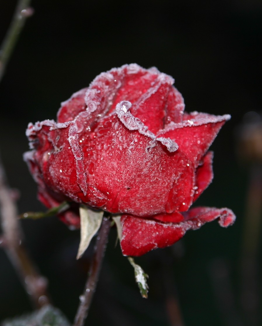 Douce Art 2: Frozen Rose Wallpapers