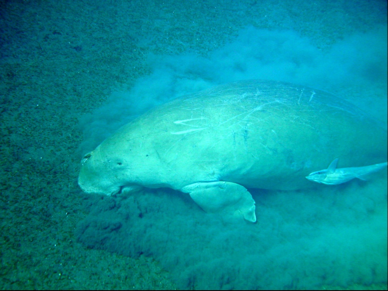 Cop Out's Big Adventures: Our friendly dugong