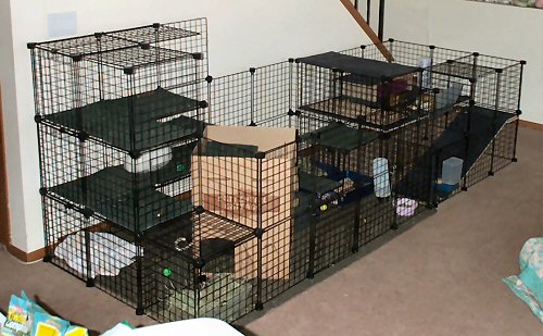 Rainbow Rabbit Hole: Rabbit Care