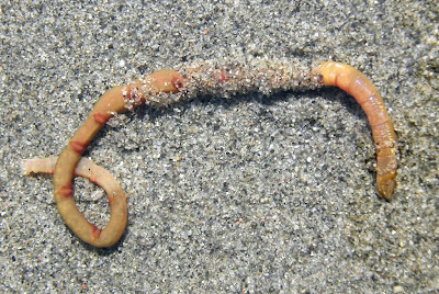 Wanderin' Weeta (With Waterfowl and Weeds): Watching where we step