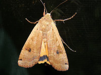 Wanderin' Weeta (With Waterfowl and Weeds): Dropping in, dropping out